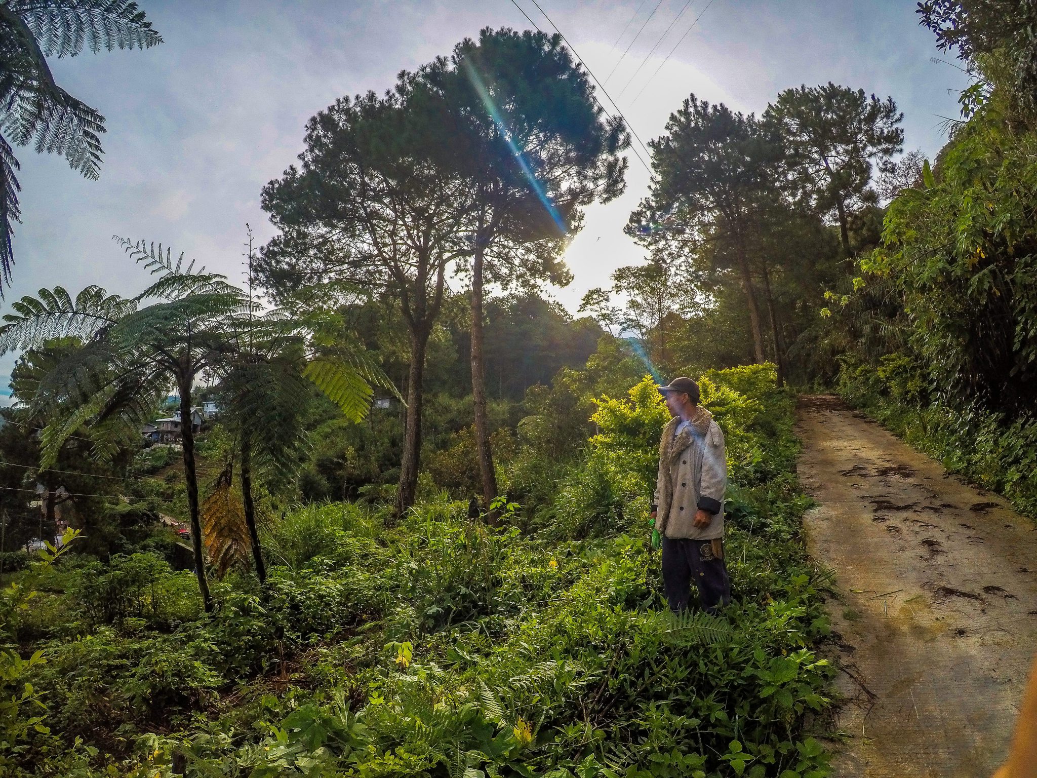 Is Excelsa coffee rare? - Teofilo Coffee Company